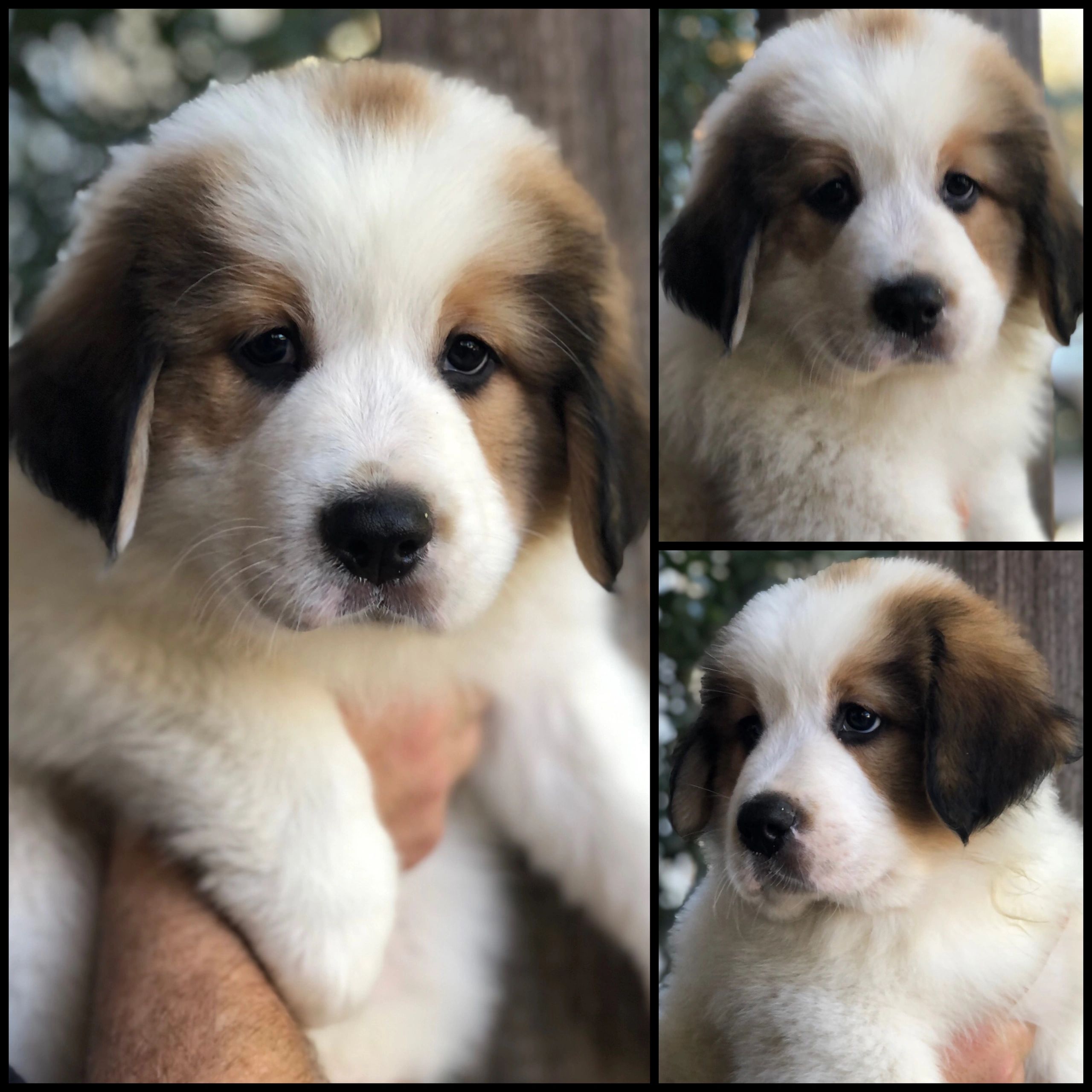 Great Bernese of KC - Puppies, Bernese Mountain Dog, Pyrenees
