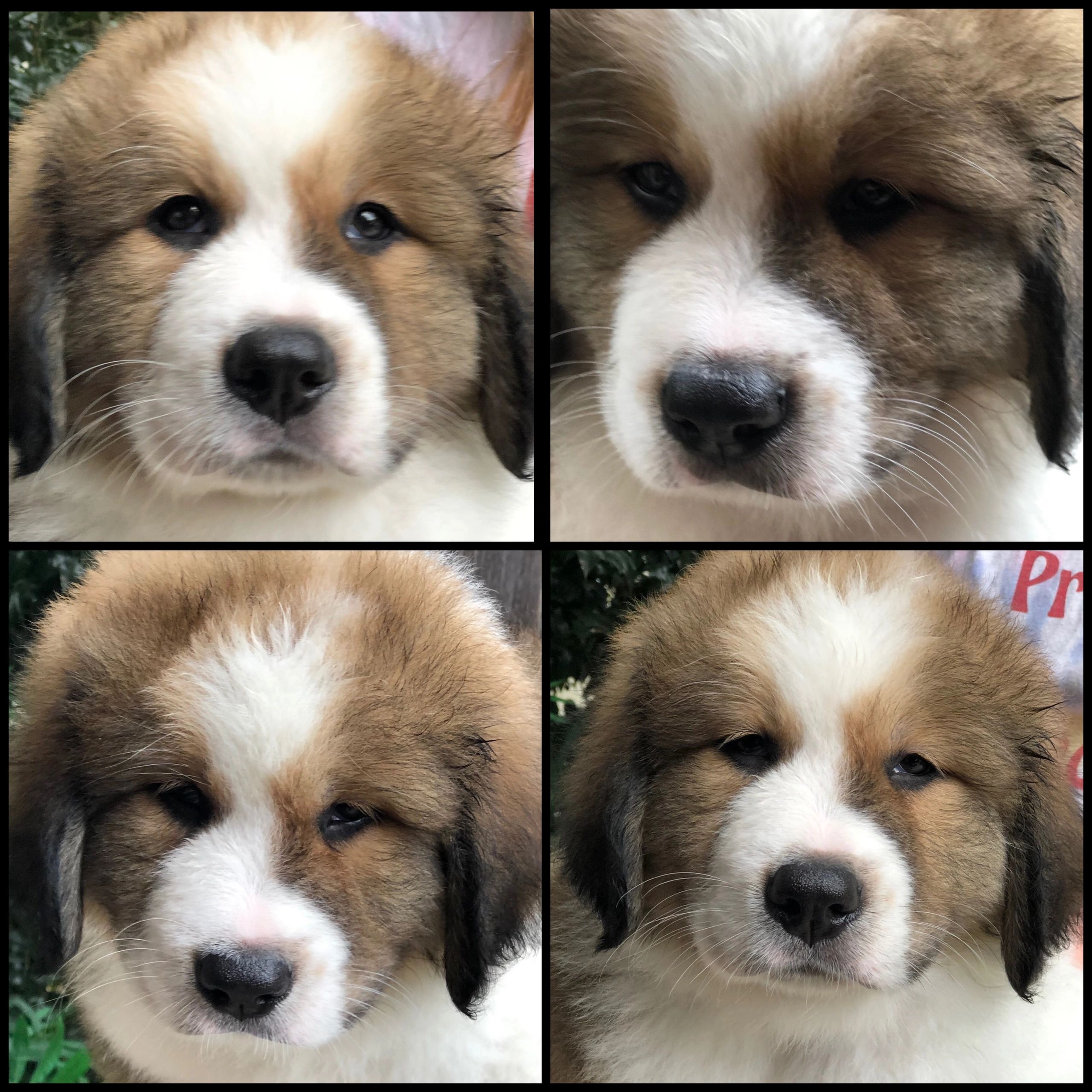 Great Bernese of KC - Puppies, Bernese Mountain Dog, Pyrenees