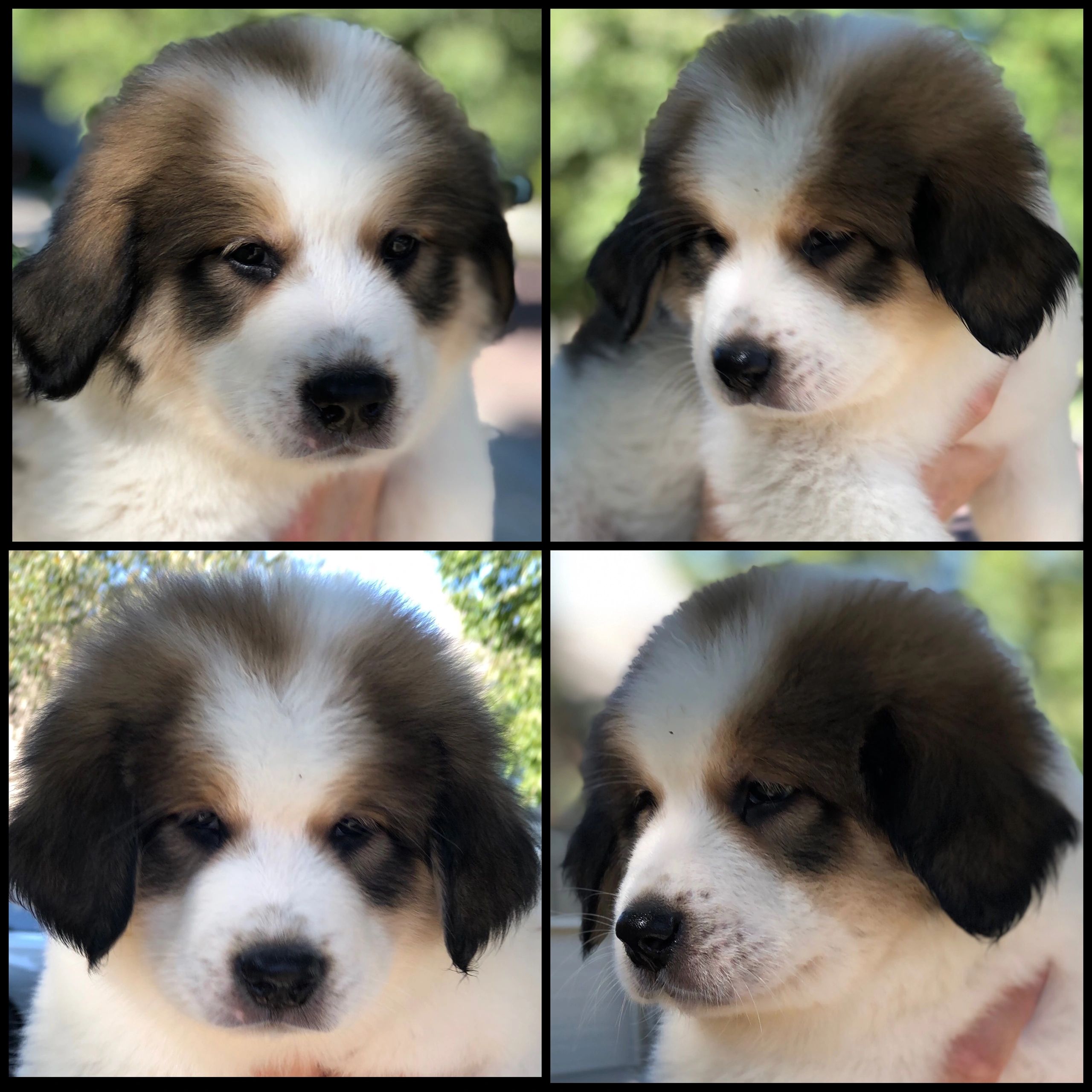 Great Bernese of KC - Puppies, Bernese Mountain Dog, Pyrenees