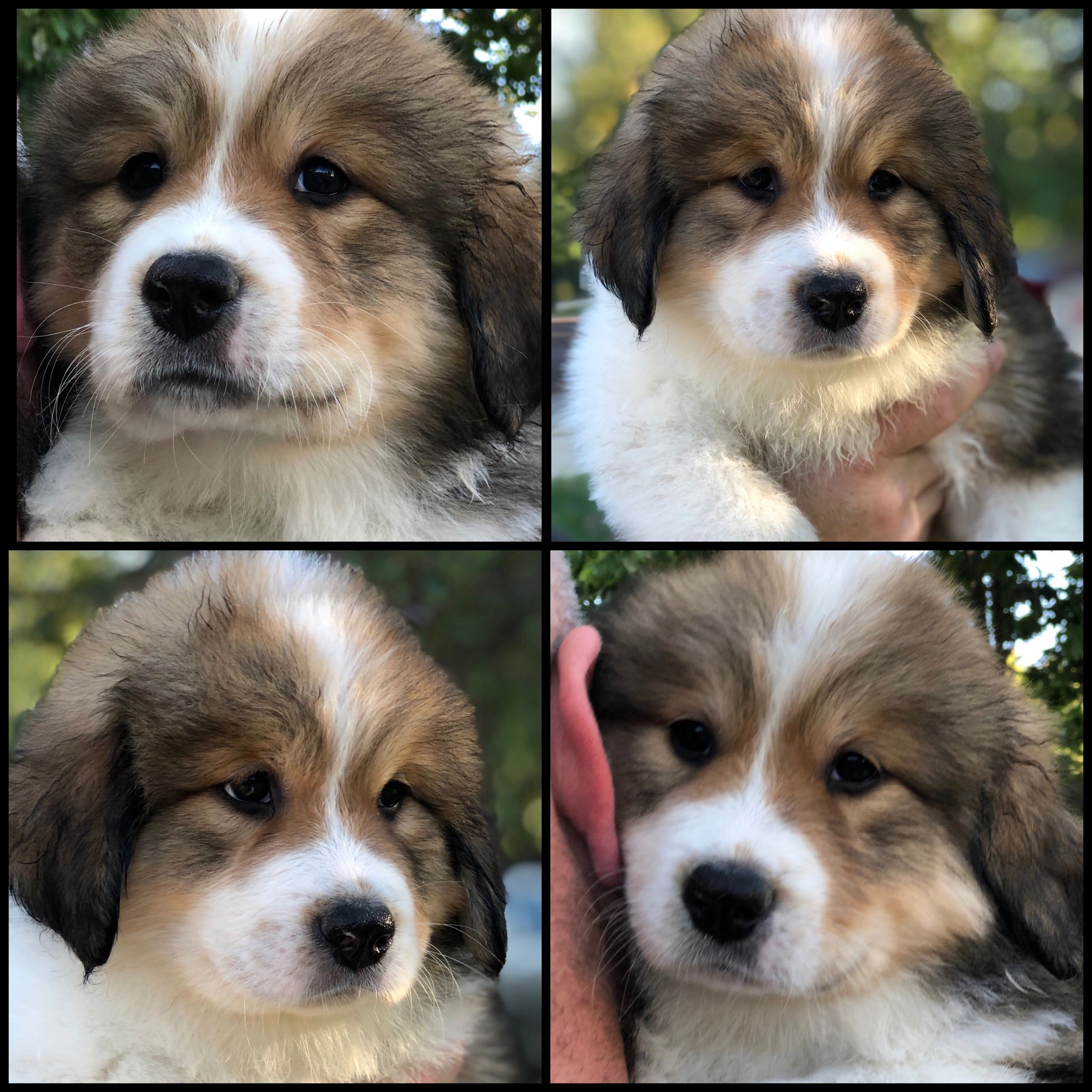 Great Bernese of KC - Puppies, Bernese Mountain Dog, Pyrenees
