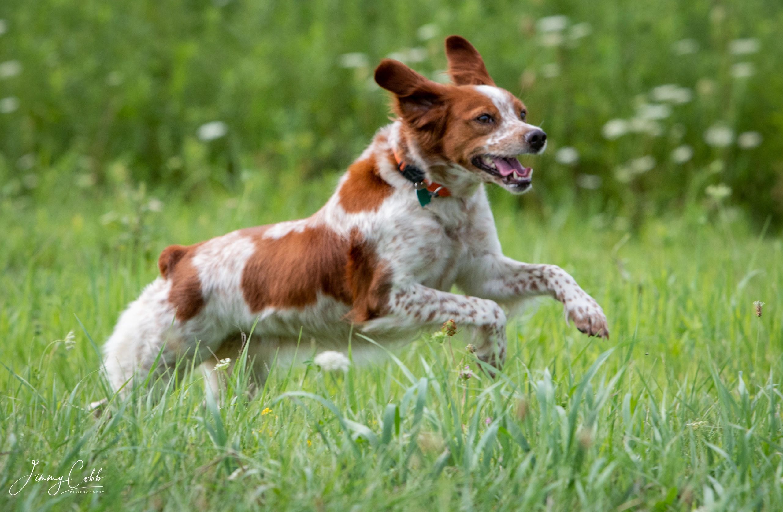 Experienced Epagneul Breton Dog Trainers