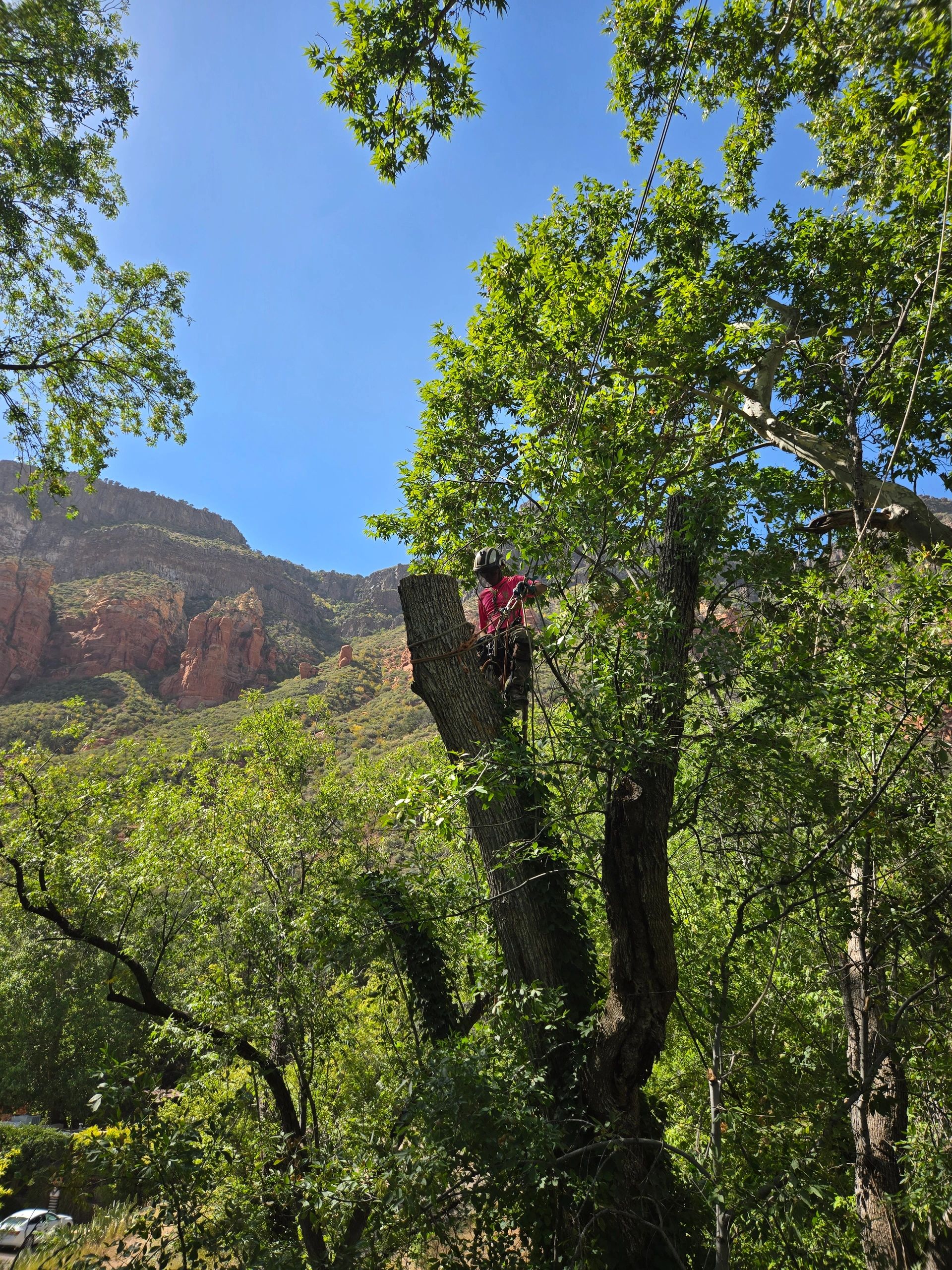 Arizona North Tree | Tree Removal & Trimming Experts – Northern AZ