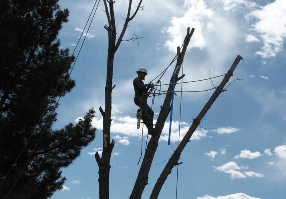 Arizona North Tree Service - Tree Removal, Tree Trimming