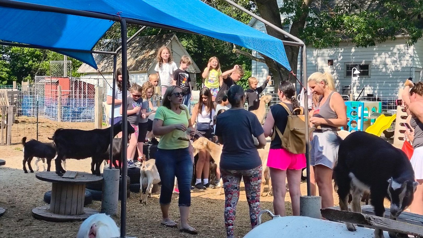 Happy Little Hooves Farm - Arapawa Goat, Goat Farm