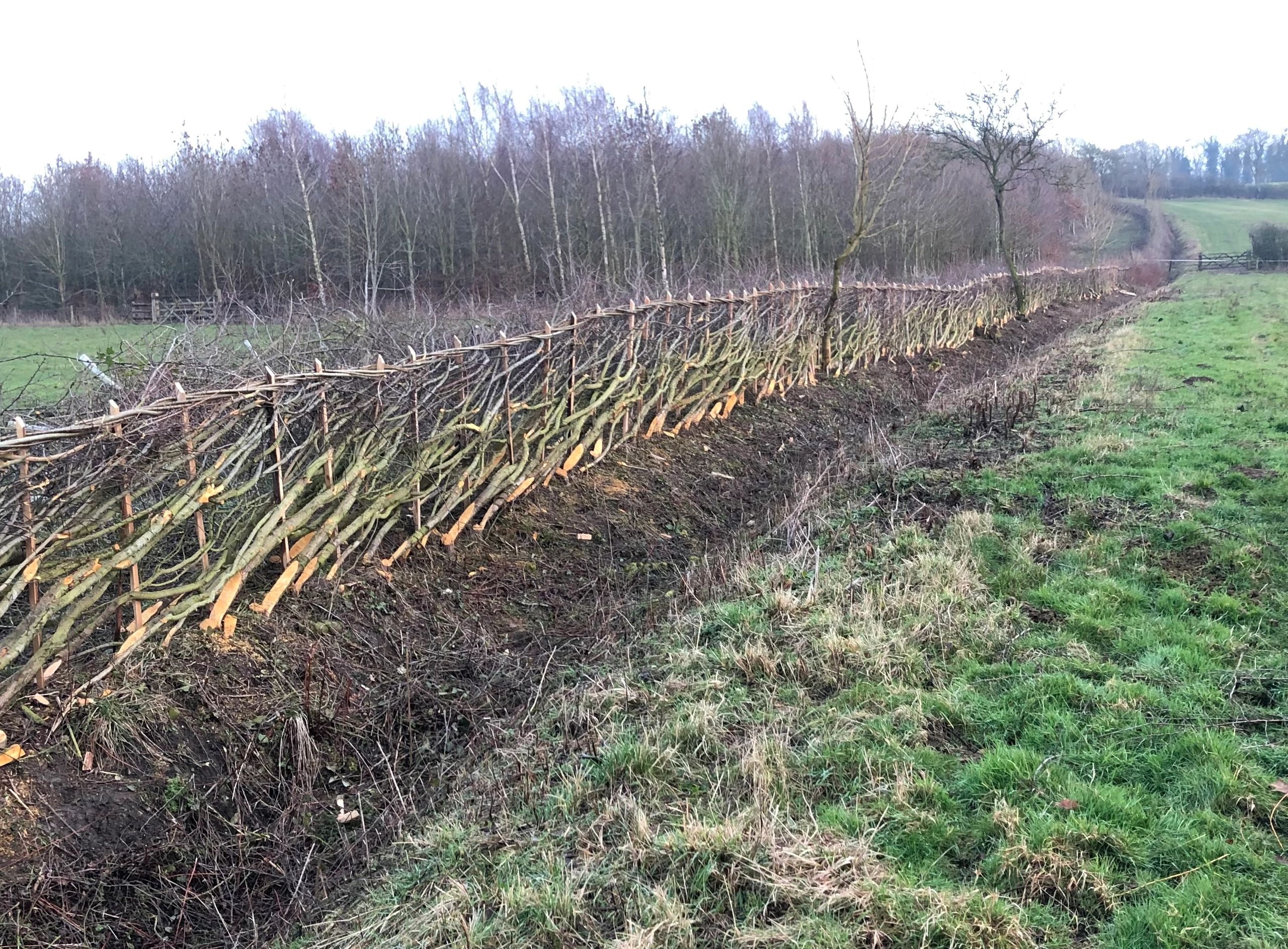 Hedgelaying2landscaping