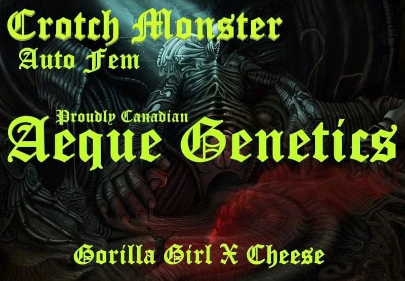 Crotch Monster Auto Feminized 3 Pack