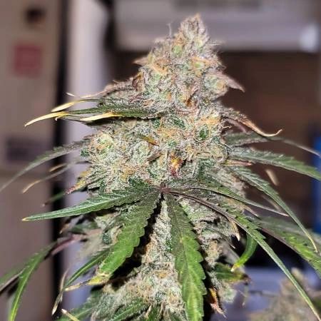 Sour Brain Feminized Autoflower Seeds