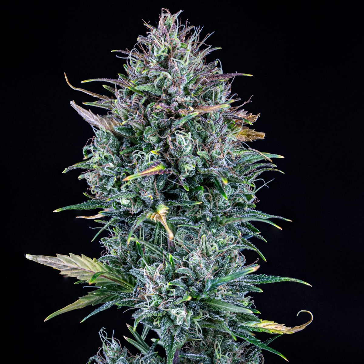 Livers BX1 Feminized Autoflower 3 Pack Mephisto