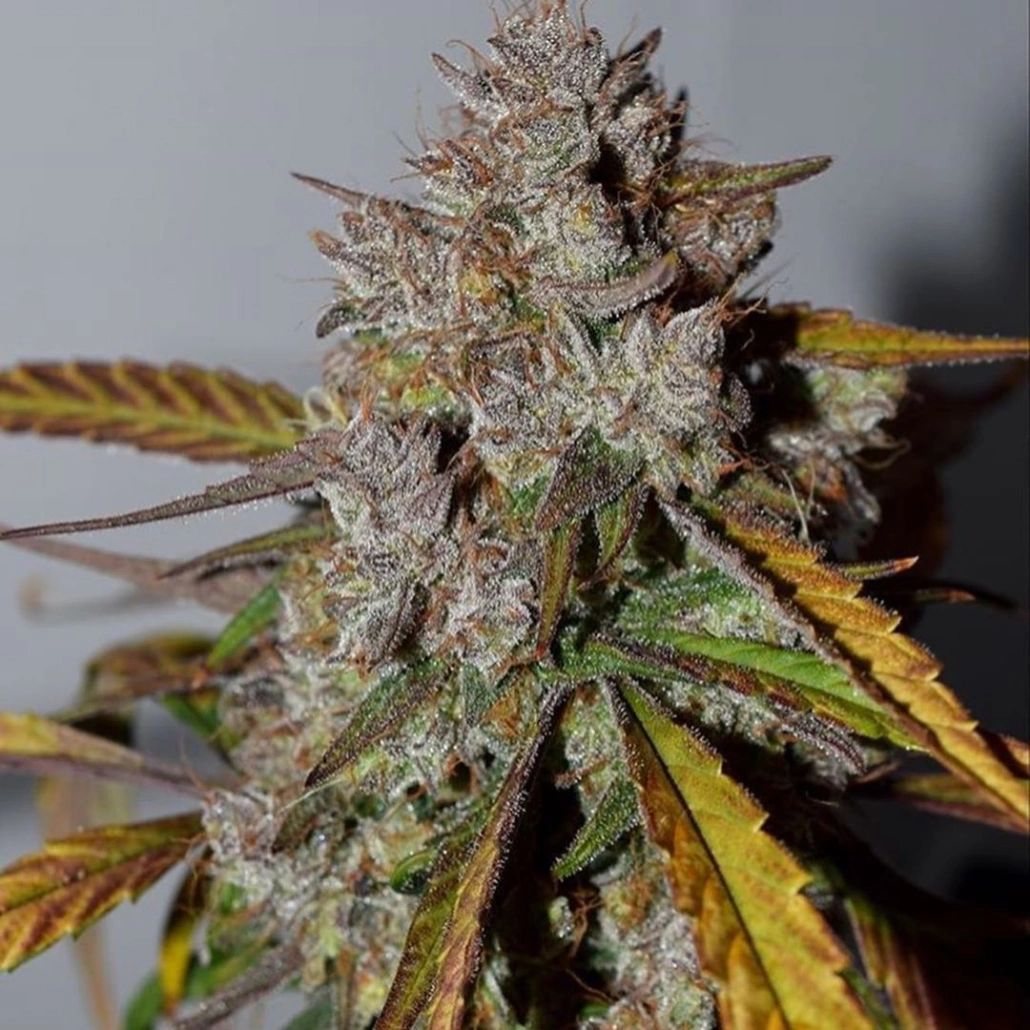 Mango Smile Feminized autoflower seeds