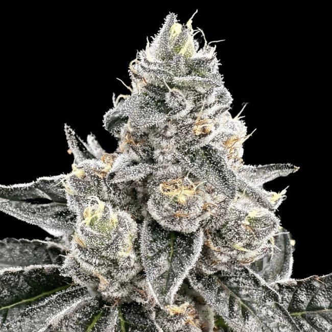 Platinum Runtz Feminized seeds