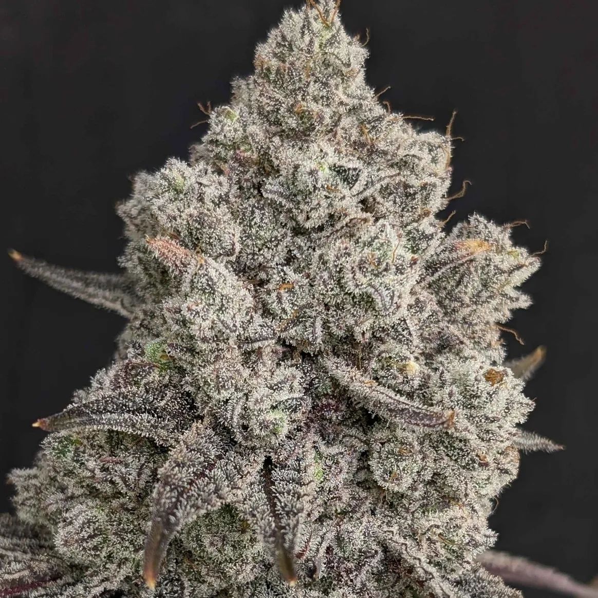 Hash Bar feminized 5 Pack