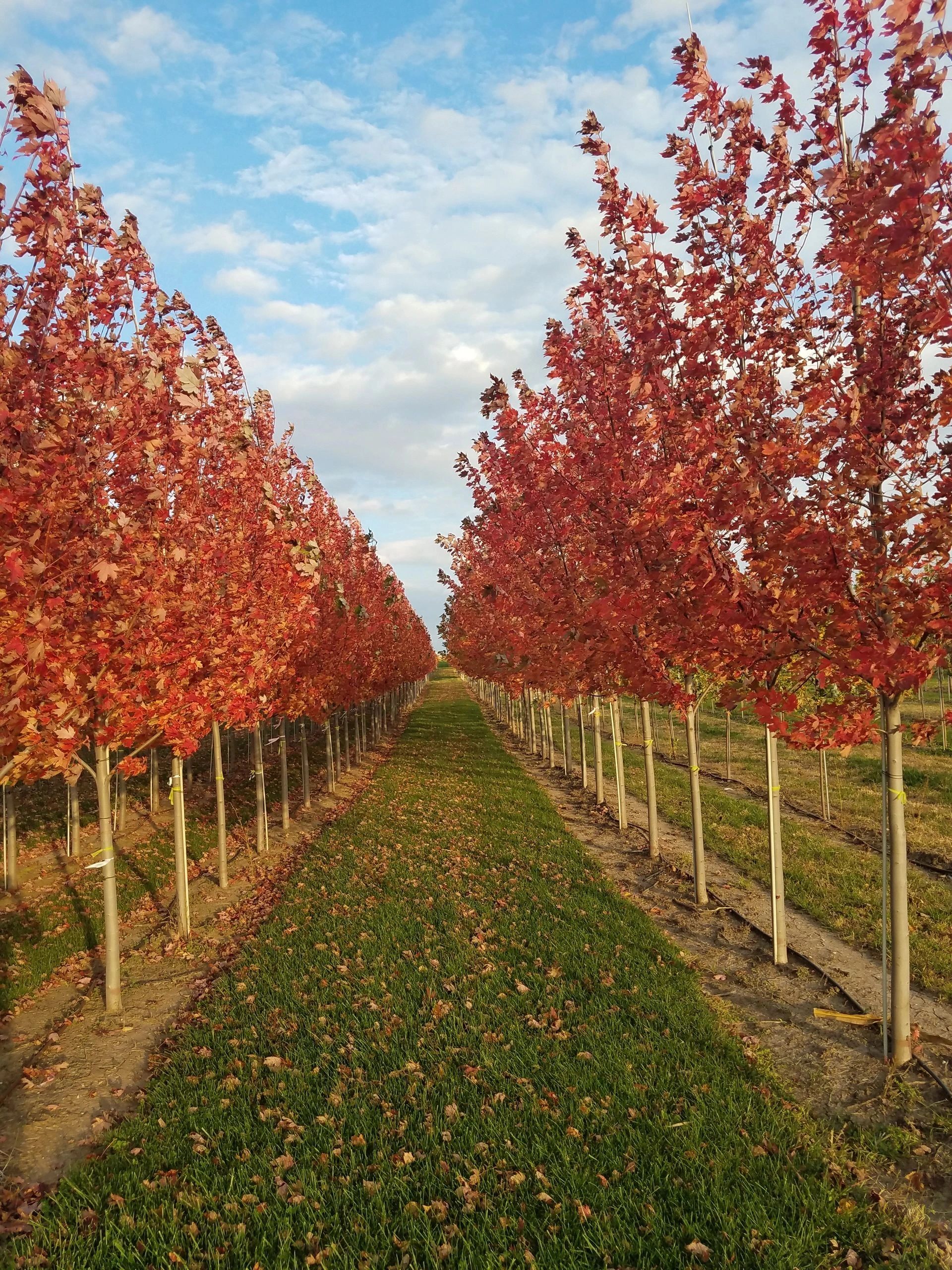 Lanes Wholesale Nursery - Trees, Tree Farm