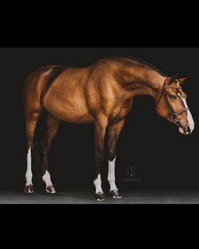 Hunter Tail Extension - Blue Ribbon Braids