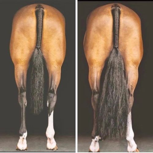 Hunter Tail Extension - Blue Ribbon Braids