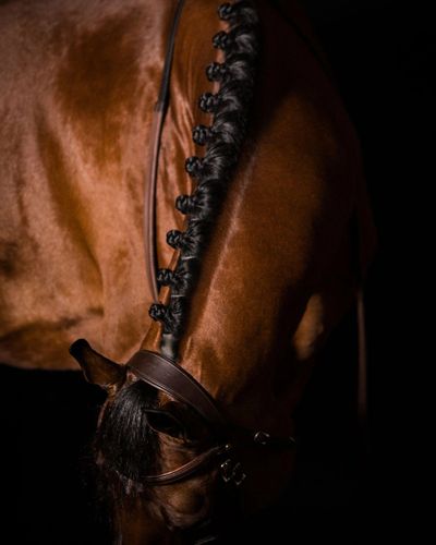 Hunter Tail Extension - Blue Ribbon Braids