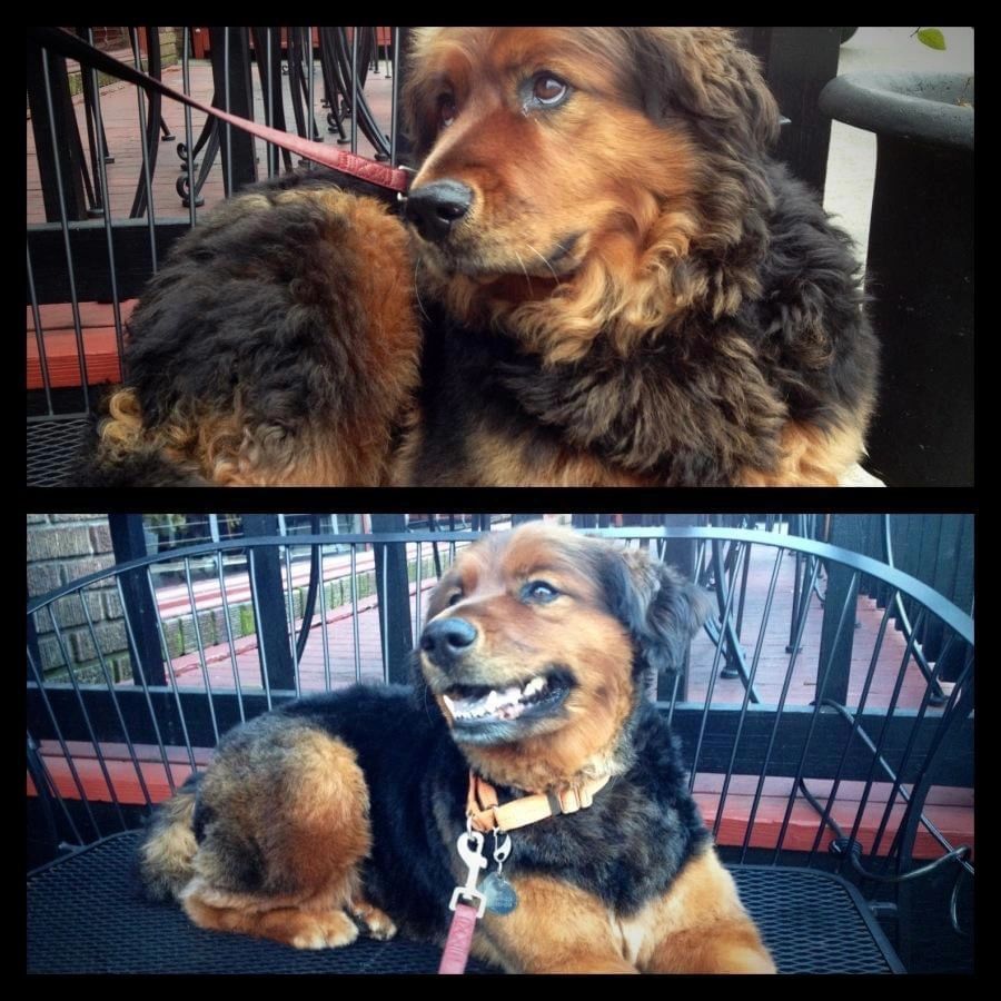 Grooming | Pups-A-Daisy