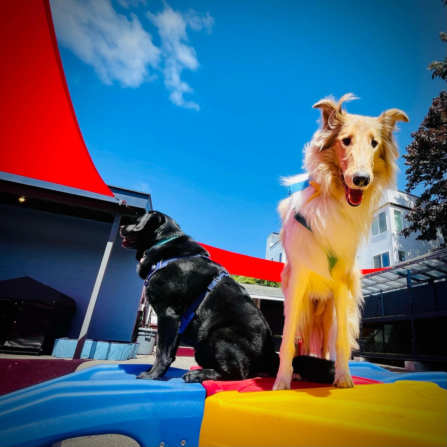 Pups-A-Daisy