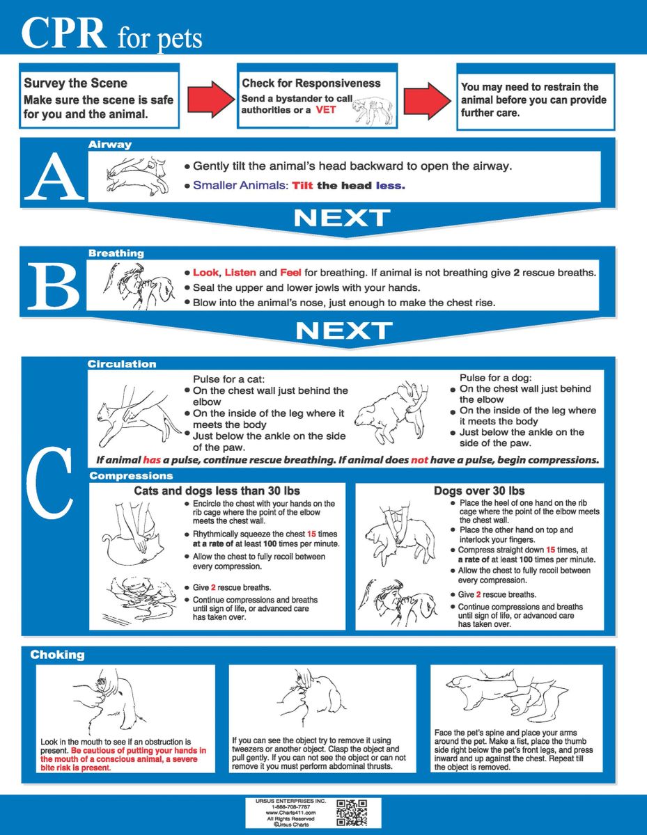 Laminated Pet CPR & First Aid