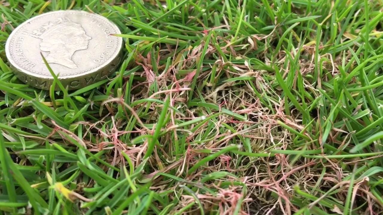 What is Red Thread lawn disease?