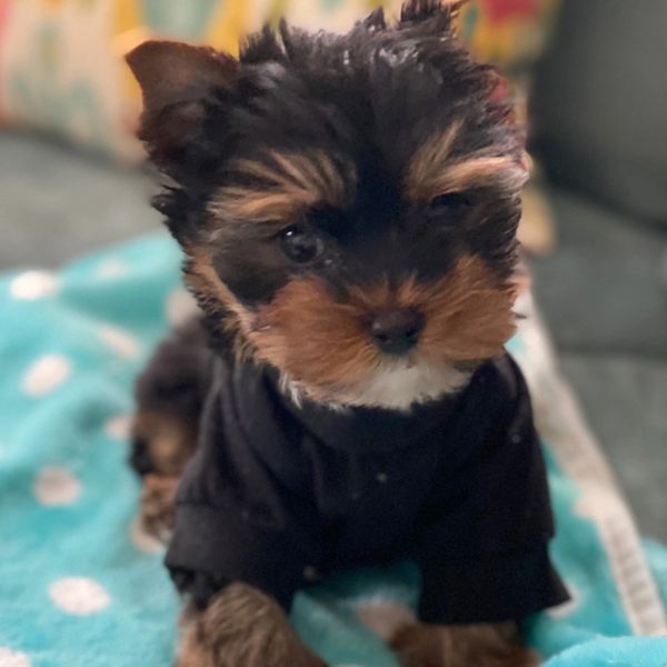 Yorkies - Upstate NEW YORKies