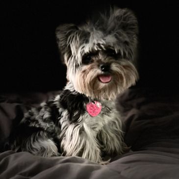 Upstate NEW YORKies- Pet services