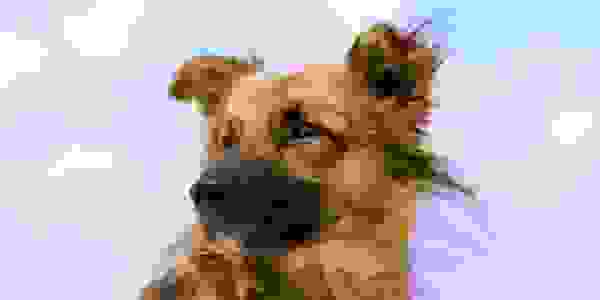 Vet Wheels | Vet Wheels Mobile Veterinary Clinic