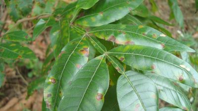 Staghorn Sumac | Wild Edible Plants of New Jersey and Pennsylvania