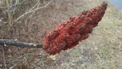 Staghorn Sumac | Wild Edible Plants of New Jersey and Pennsylvania