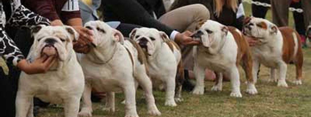 Non-Sporting Dog Breeds