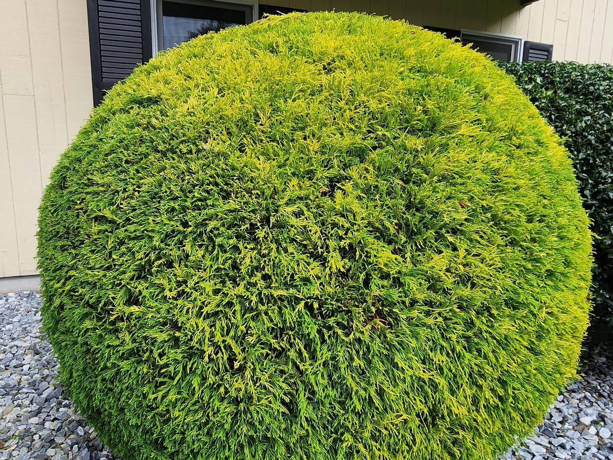 The Shrub Guys - Landscaping, Windsor
