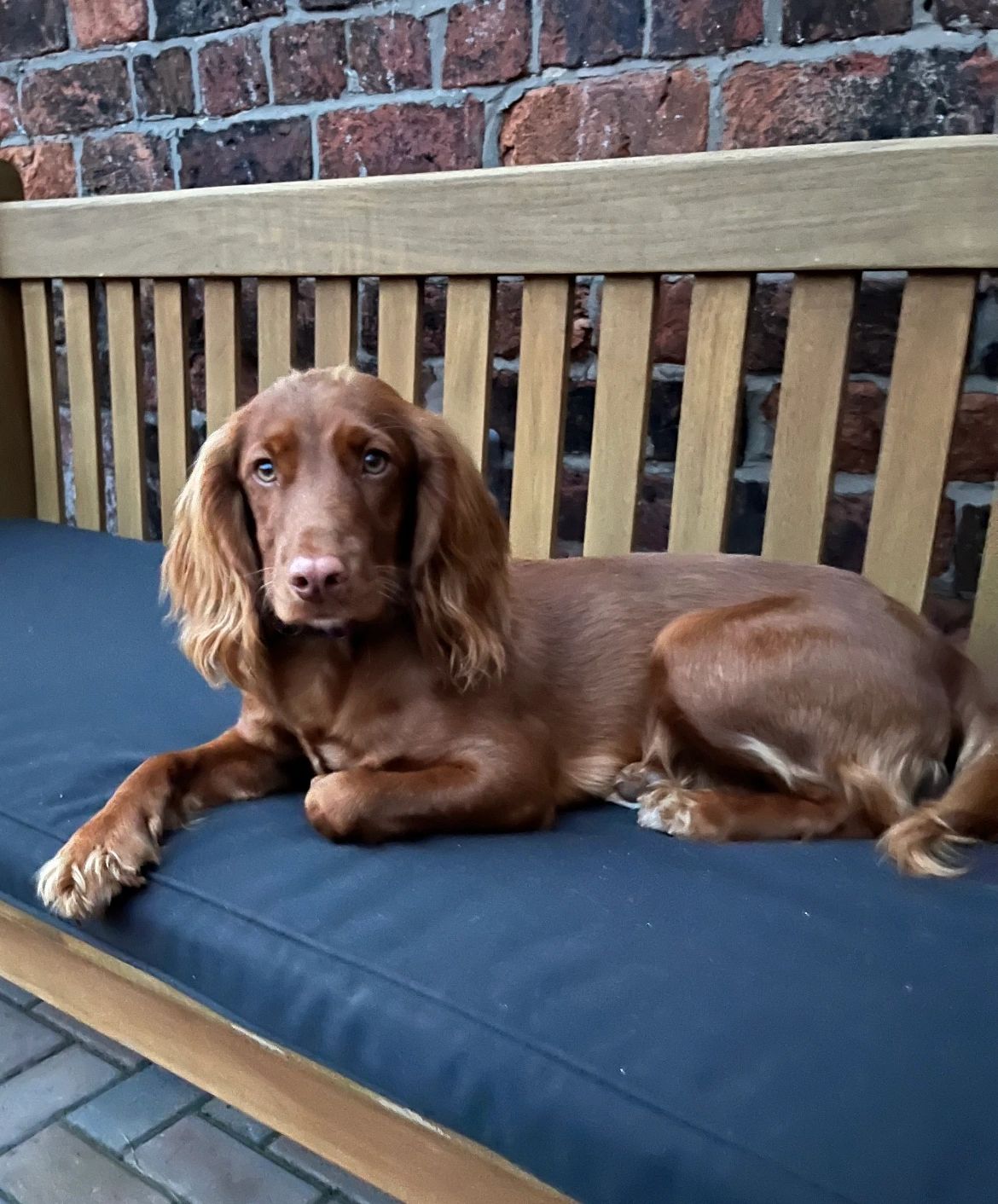 Holly House Farm Dog Day Care