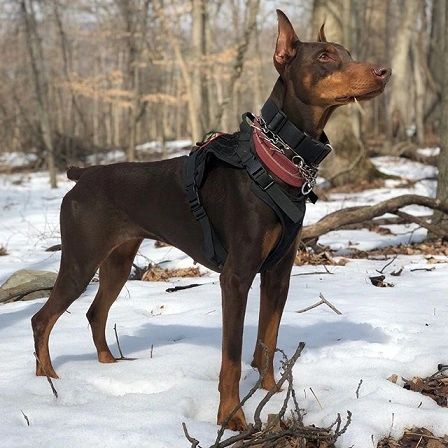 Nyack Dog Fitness - Dog Walker, Dog Boarding, Dog Training