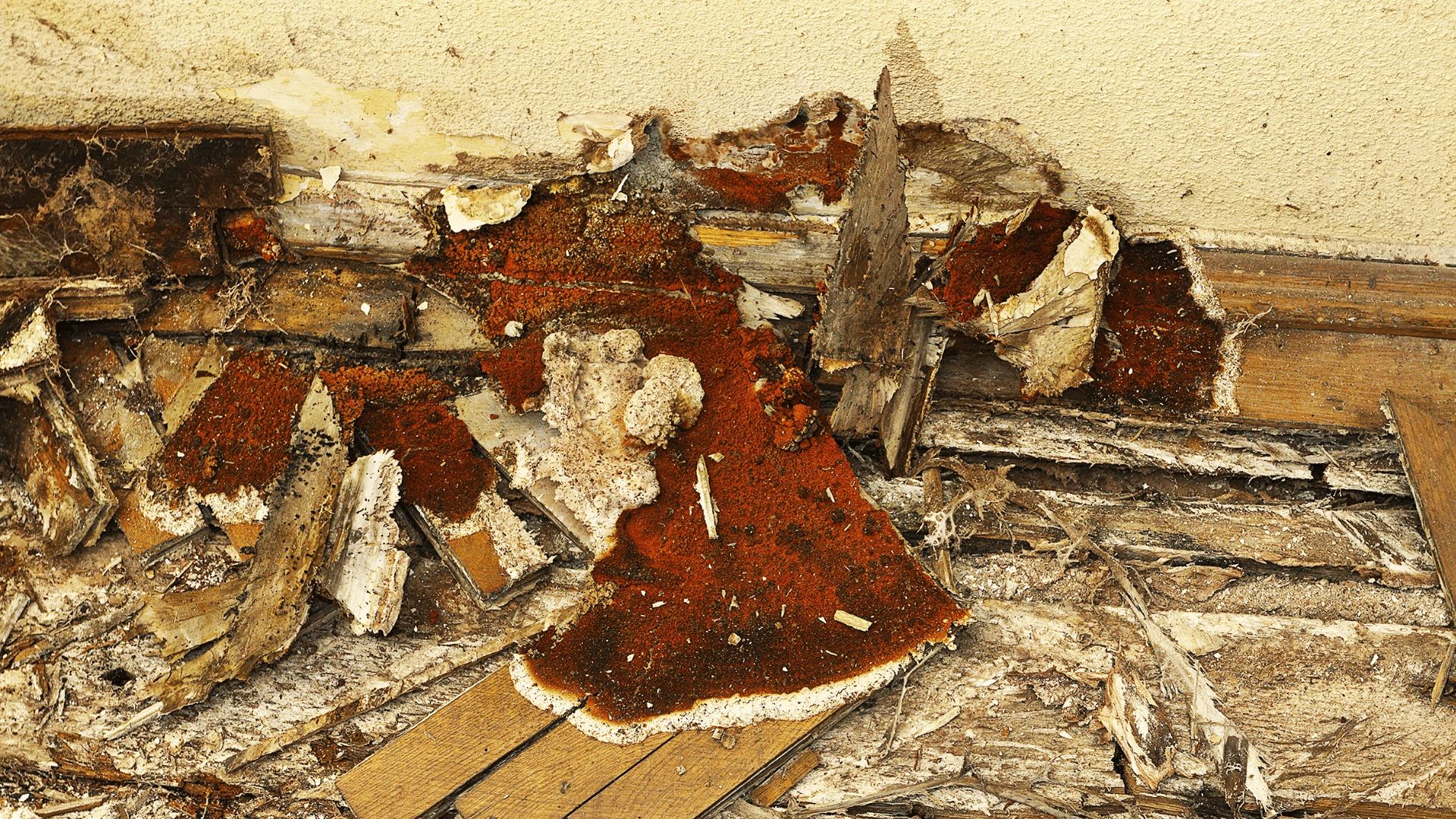 What's the difference between dry rot and wet rot?
