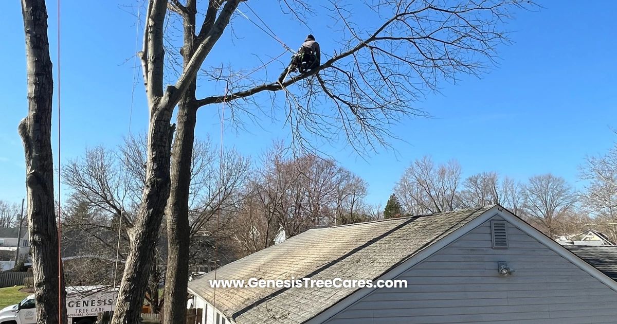 Remove Damaged Limbs to Save Your Trees