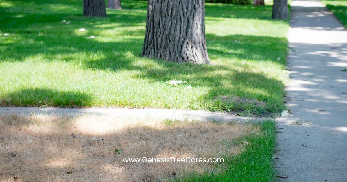 Managing Heat Stress on Landscaping in Maryland