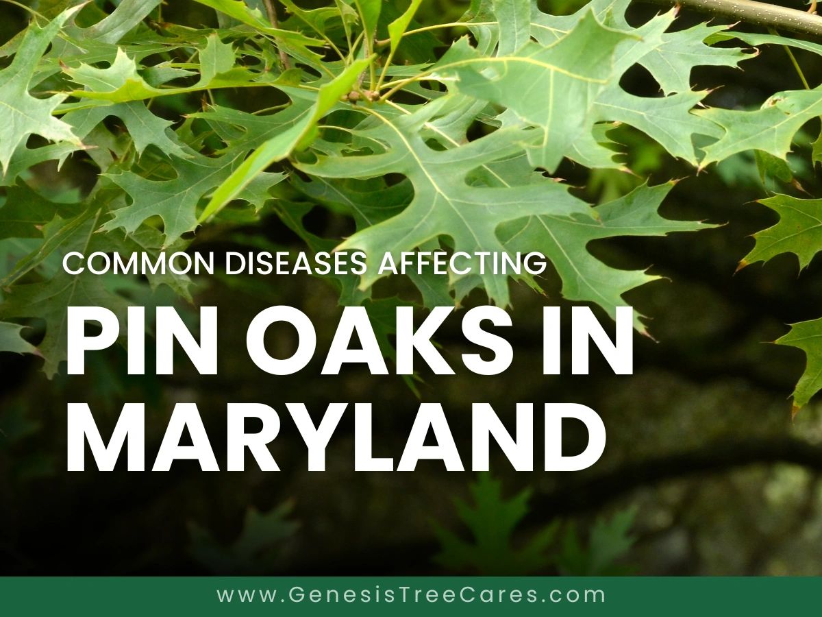 Common Diseases Affecting Pin Oaks in Maryland