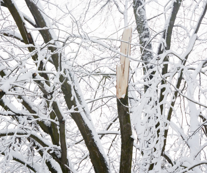 How to Protect Your Trees from Ice Damage