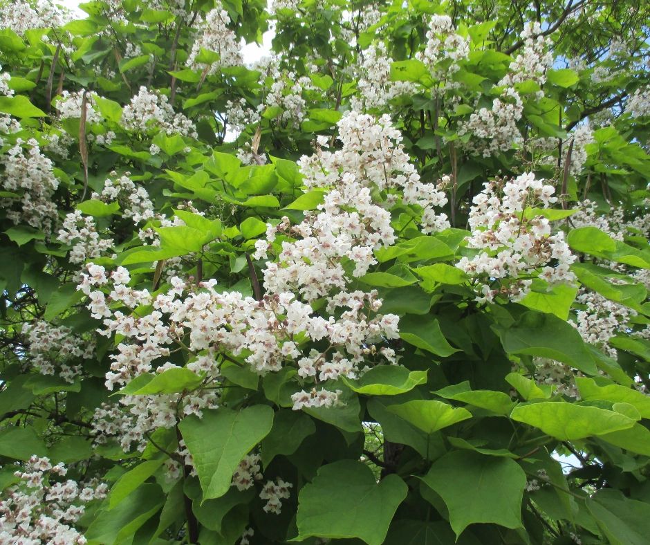 Heat Tolerant Trees for Your Landscape