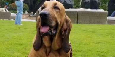 Dogs | Animal Casting Atlanta