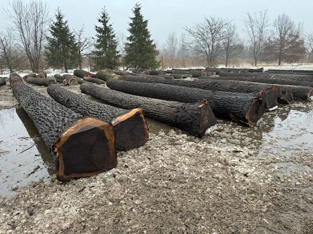 Why Choose a Timber Buyer & Logging Company for Selective Timber