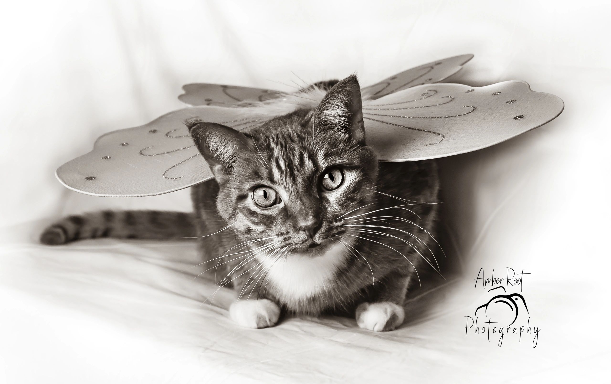 Photography by Amber Root | Family & Wedding Photography