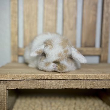 Planned +Current Litters