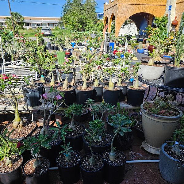 Maria's Garden - Desert Rose, Plant Nursery, Succulent Plants