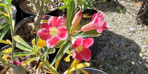 Maria's Garden - Desert Rose, Plant Nursery, Succulent Plants