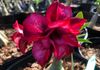 Maria's Garden - Desert Rose, Plant Nursery, Succulent Plants