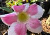 Maria's Garden - Desert Rose, Plant Nursery, Succulent Plants