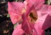 Maria's Garden - Desert Rose, Plant Nursery, Succulent Plants