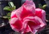 Maria's Garden - Desert Rose, Plant Nursery, Succulent Plants