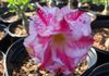 Maria's Garden - Desert Rose, Plant Nursery, Succulent Plants