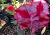 Maria's Garden - Desert Rose, Plant Nursery, Succulent Plants